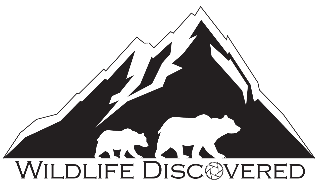 Behind the Lens: Capturing Wildlife in Extreme Weather - Wildlife ...